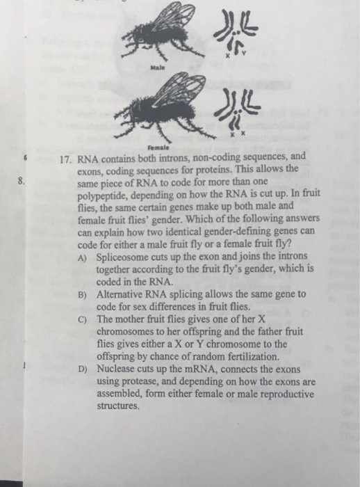 Solved 8. Female 17. RNA contains both introns, non-coding | Chegg.com