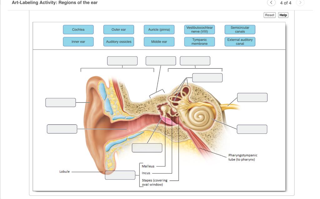 Solved Art Labeling Activity Regions Of The Ear 4 Of 4 Chegg