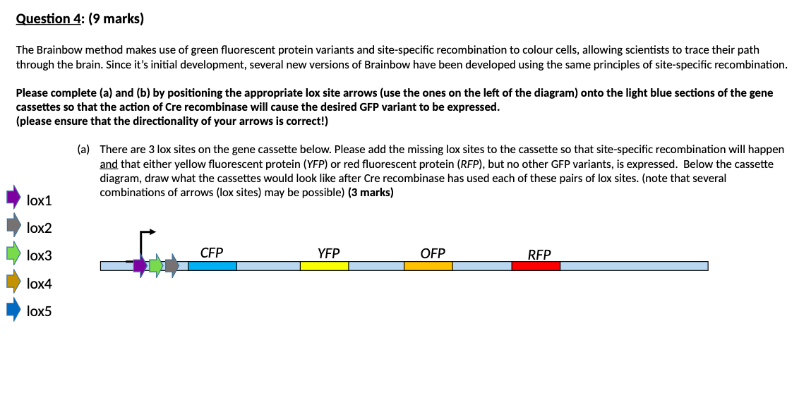 The Brainbow method makes use of green fluorescent | Chegg.com