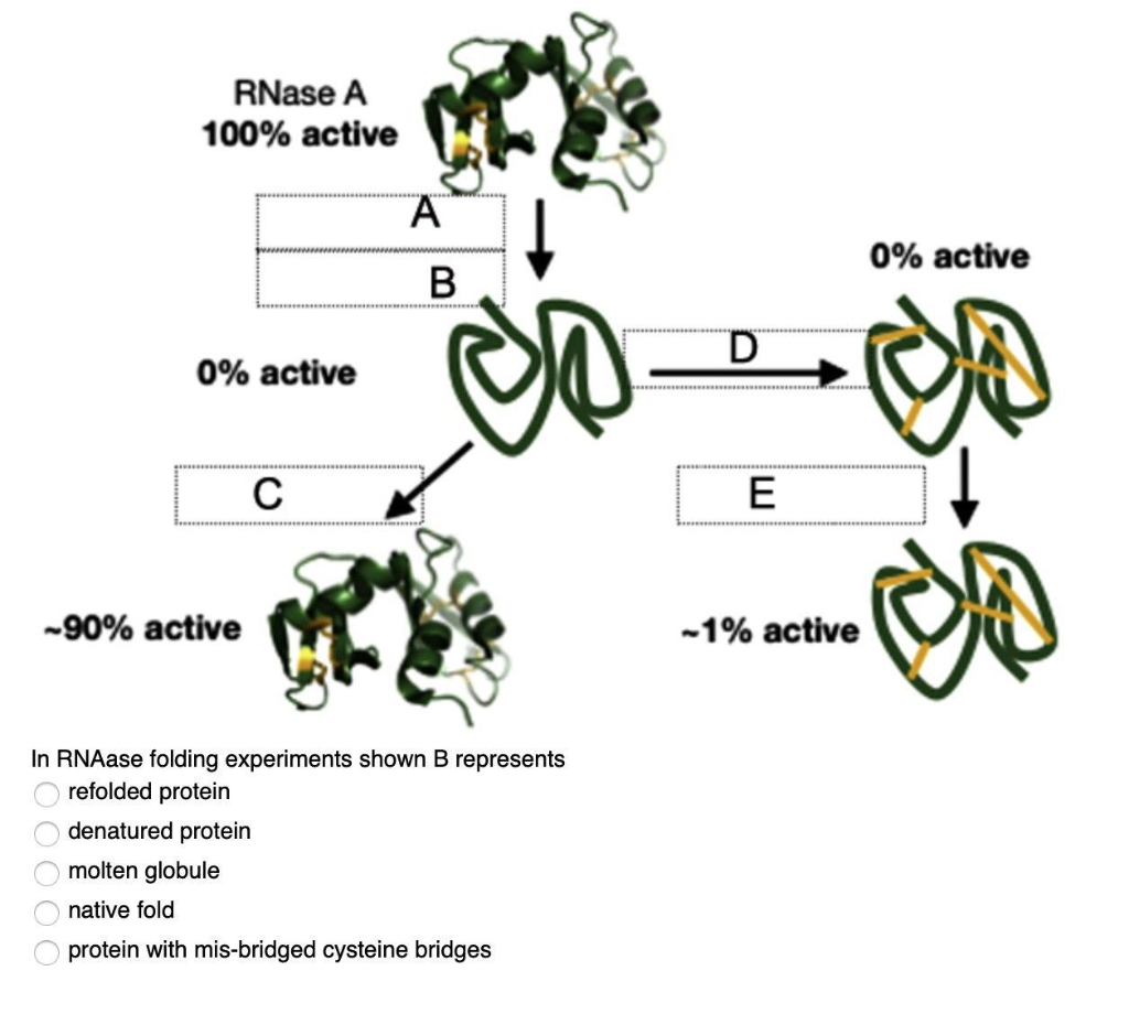 Solved RNase A 100% active 0% active 0% active D -90% active | Chegg.com