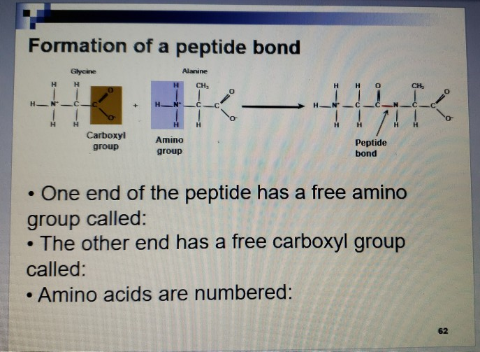 Solved Formation of a peptide bond Alanine Glycine HH CH, но | Chegg.com