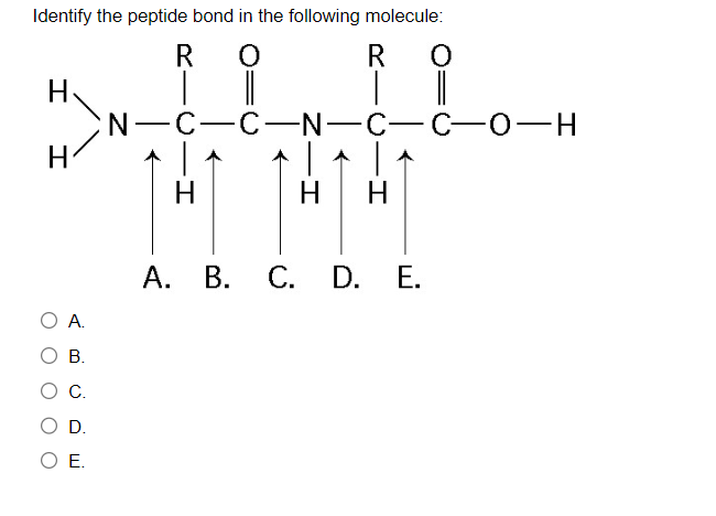 Solved Identify the peptide bond in the following molecule: | Chegg.com