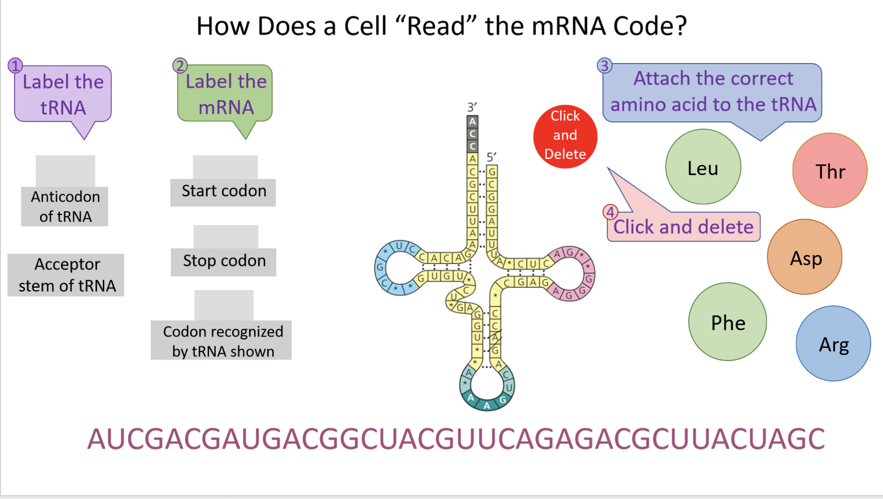 Solved How Does a Cell “Read” the mRNA Code? Label the tRNA | Chegg.com