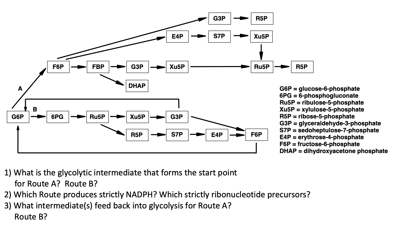 Solved The Pentose Phosphate Pathway (PPP) can be run in | Chegg.com