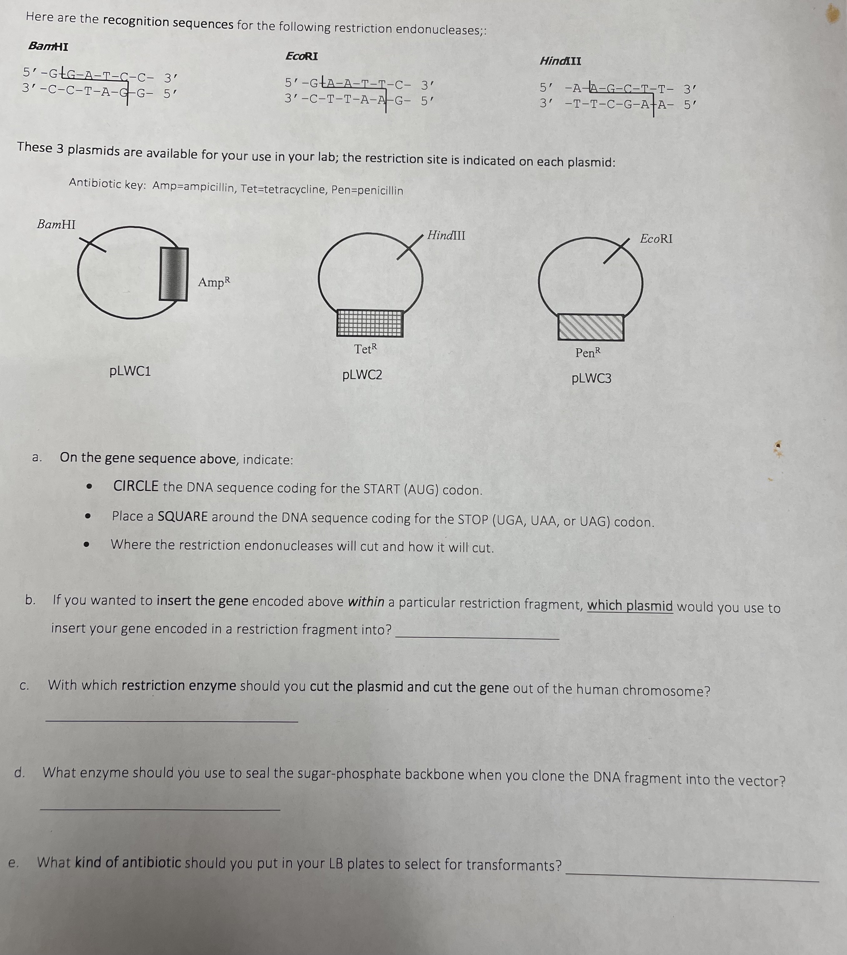 Solved Here are the recognition sequences for the following | Chegg.com