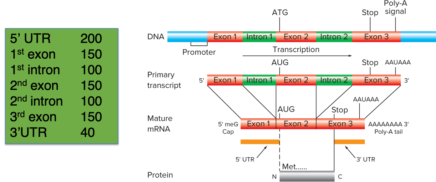 Solved 1. How large is the primary transcript if (use the | Chegg.com