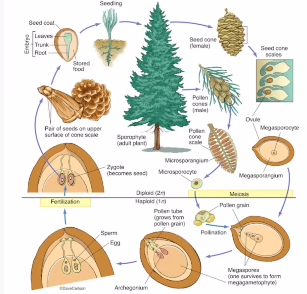 Solved Seedling Seed coat Embryo Leaves Trunk Root Seed cone | Chegg.com