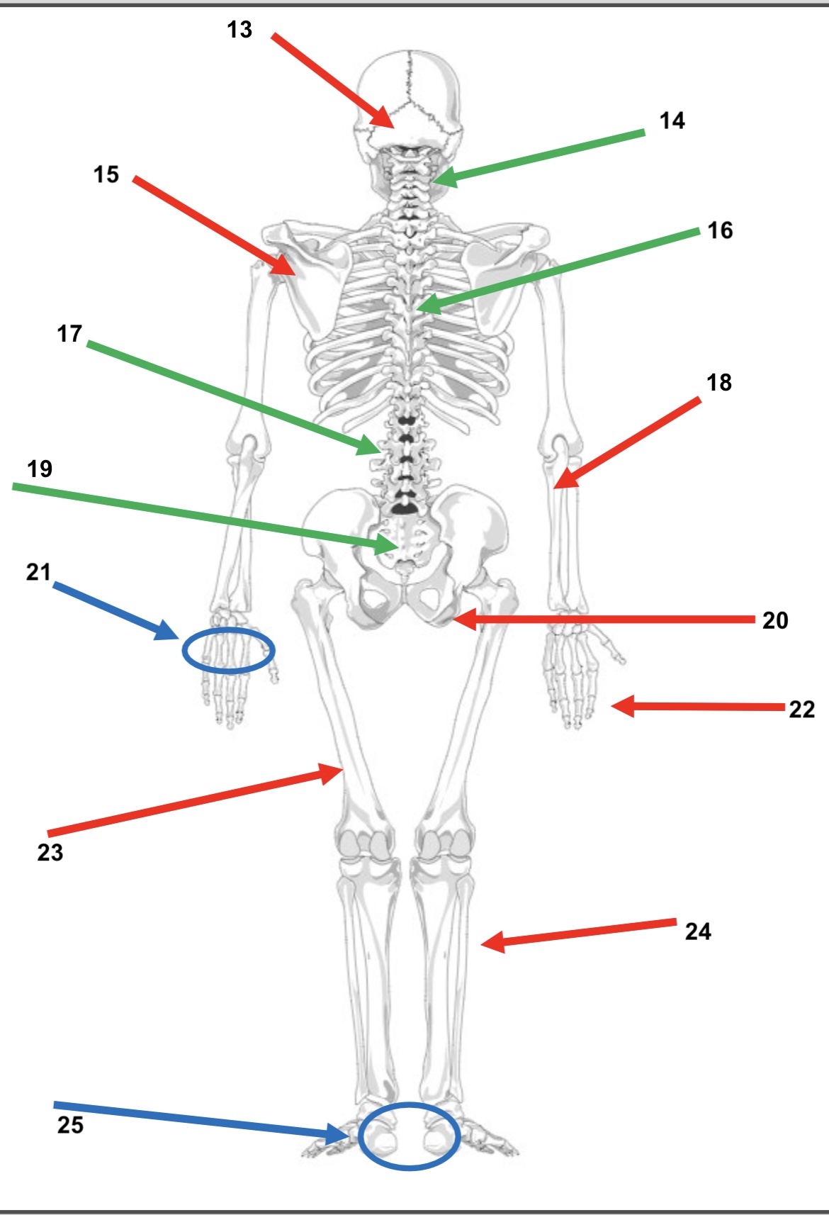 Solved -*1.RED ARROW- name the bone-*2.GREEN ARROW-be | Chegg.com