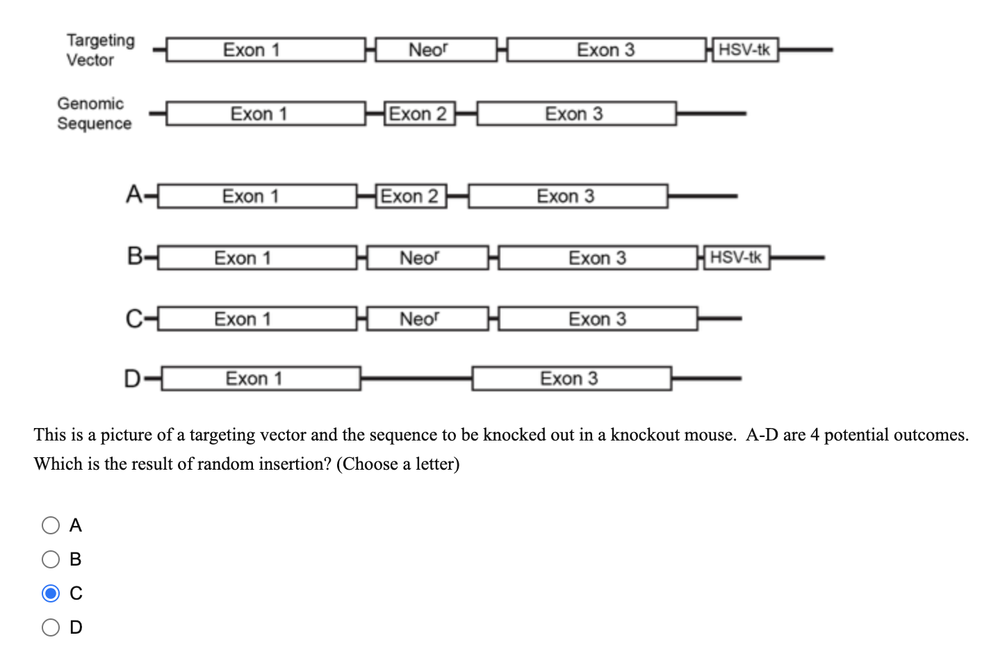 Solved This is a picture of a targeting vector and the | Chegg.com