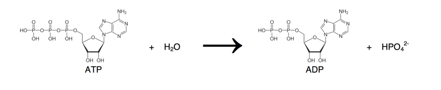 Solved Why is the hydrolysis of ATP such an exergonic | Chegg.com