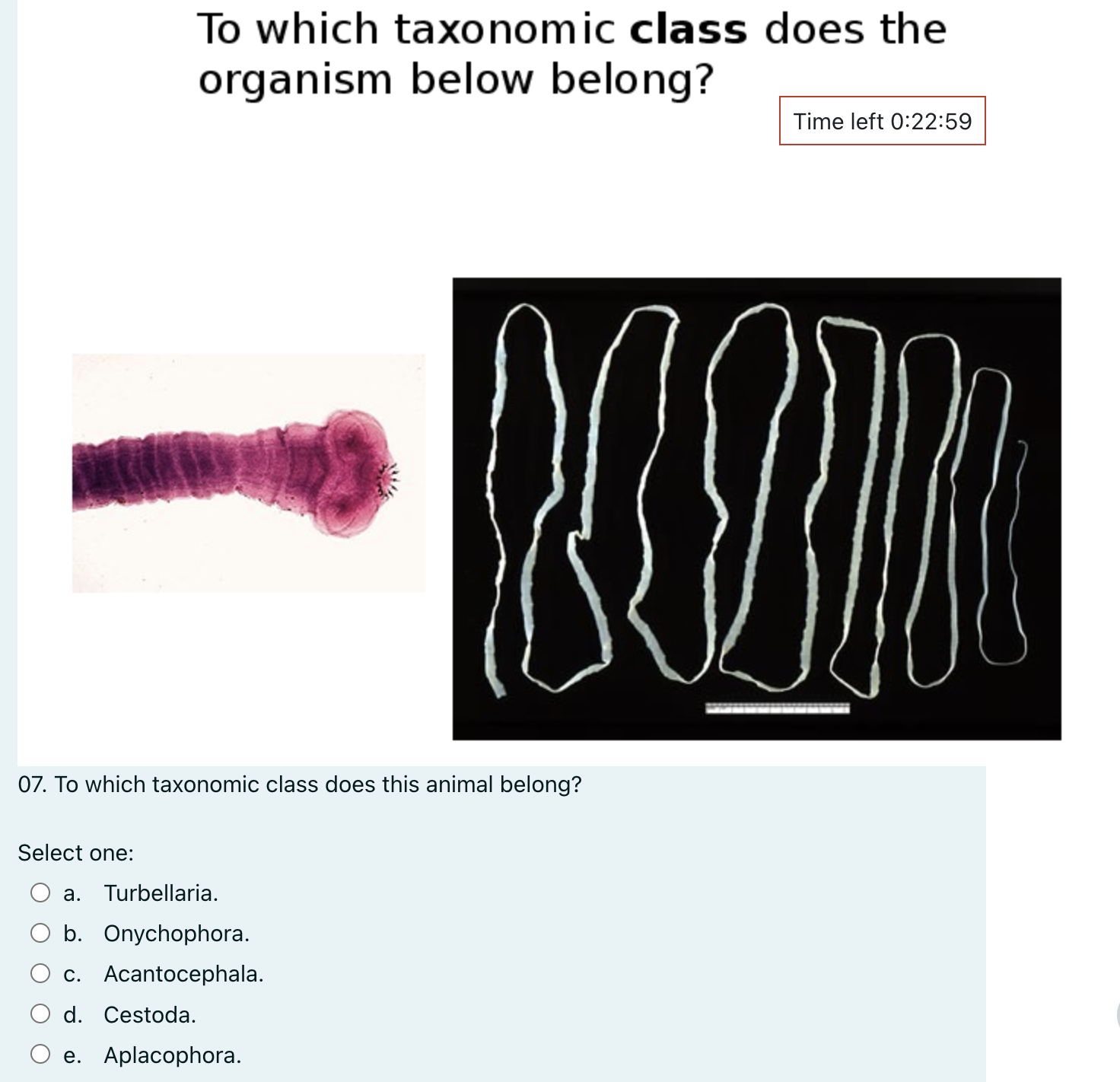 Solved What is the synapomorphy (shared derived trait) of | Chegg.com