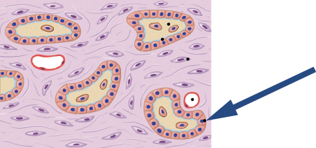 The cell designated by the arrow is a(n) | Chegg.com