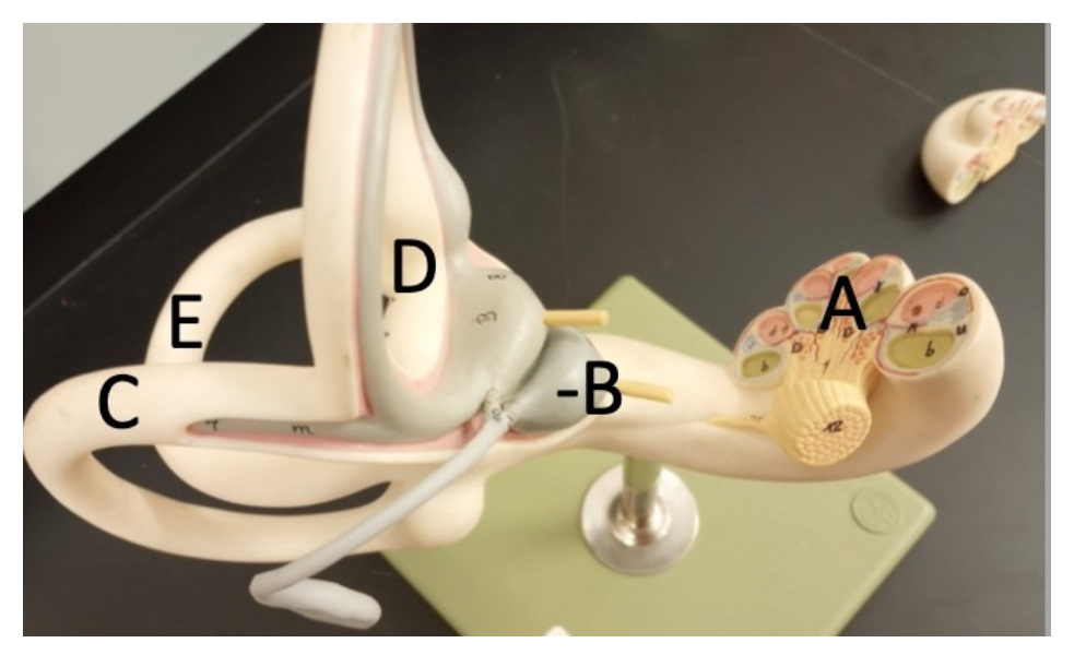 Solved label all abcd | Chegg.com