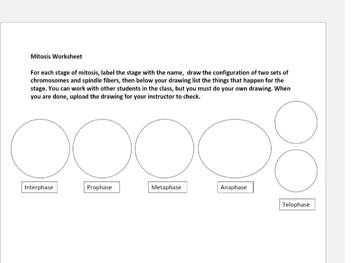 Solved Mitosis Worksheet For each stage of mitosis, label | Chegg.com