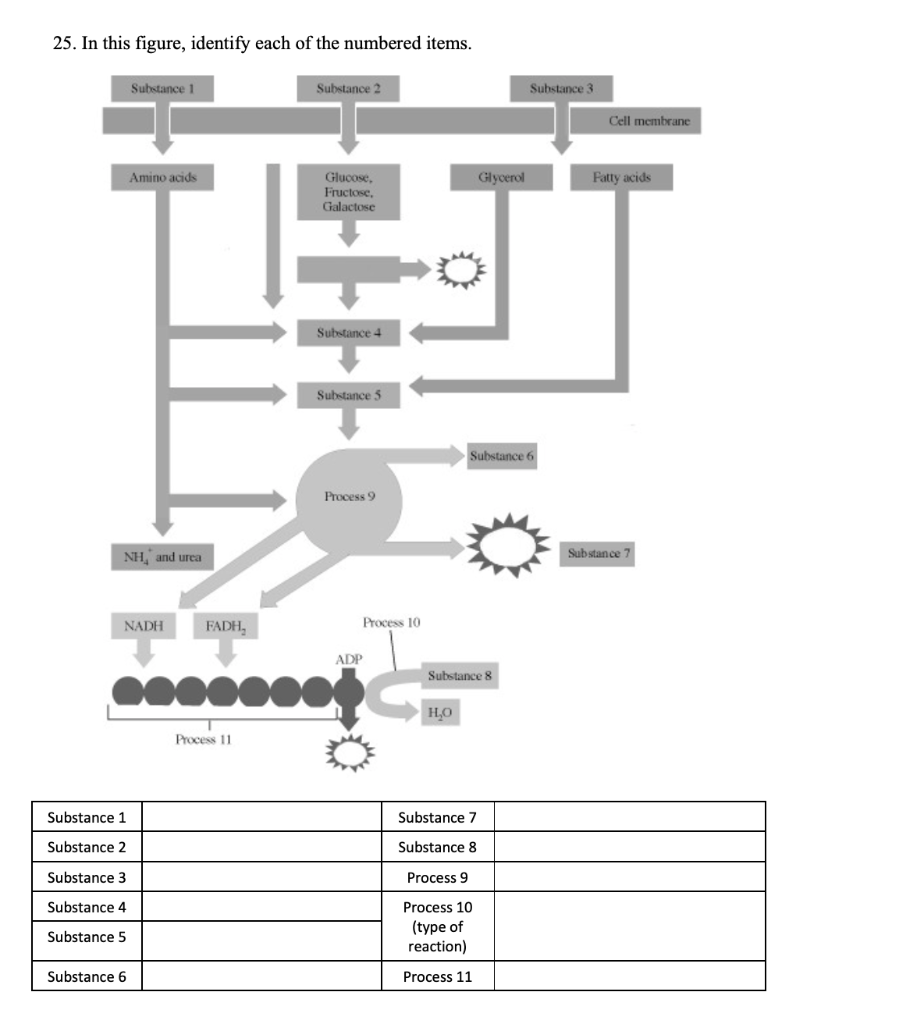 Solved 25. In this figure, identify each of the numbered | Chegg.com