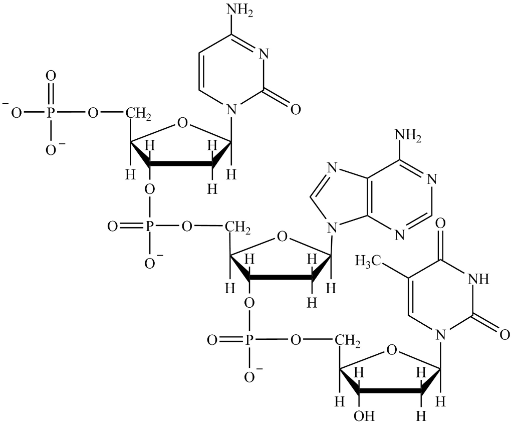 Solved A trinucleotide is shown below. , Fill in the three | Chegg.com