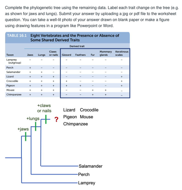 Solved Complete the phylogenetic tree using the remaining | Chegg.com