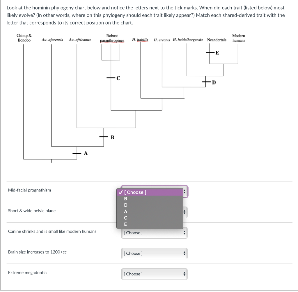 Solved Look at the hominin phylogeny chart below and notice | Chegg.com