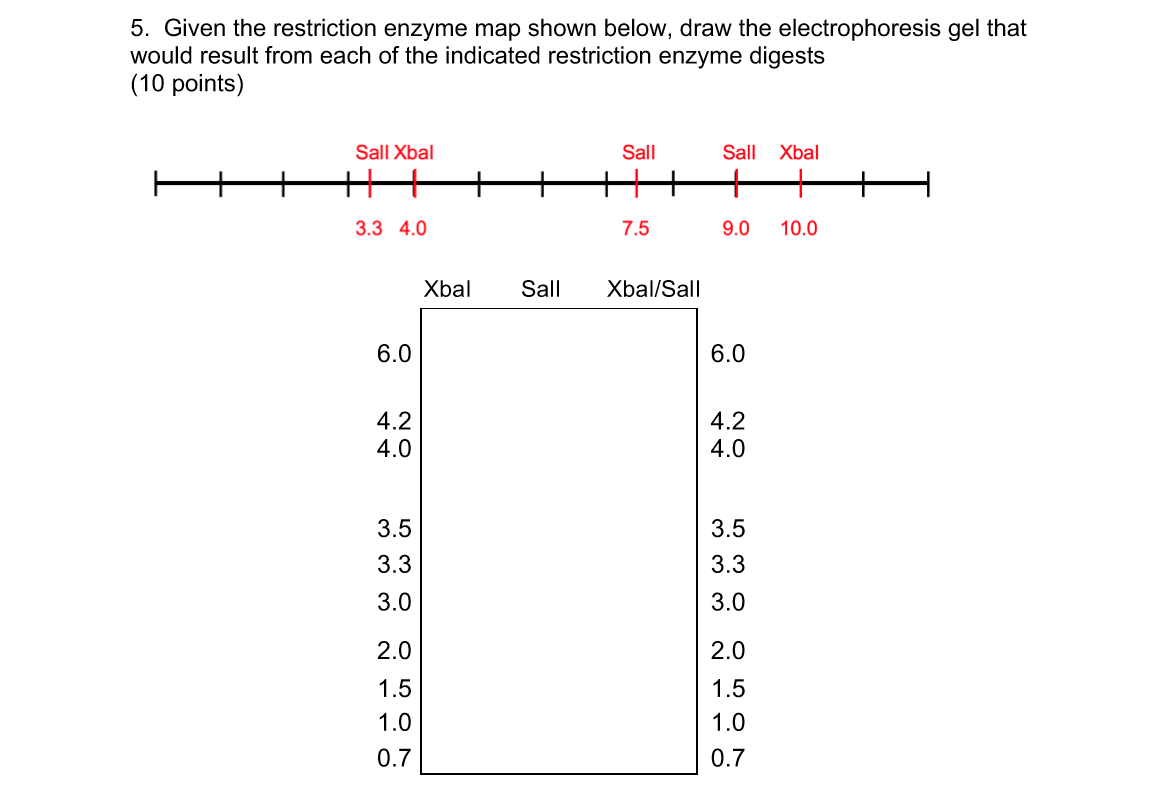 Solved 5. Given the restriction enzyme map shown below, draw | Chegg.com