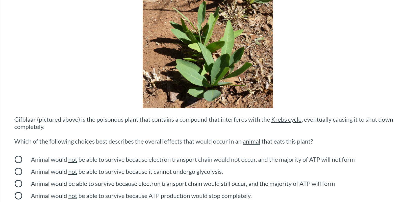 Solved Gifblaar (pictured above) is the poisonous plant that | Chegg.com