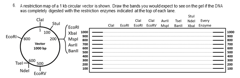 Solved 6. A restriction map of a 1 kb circular vector is | Chegg.com