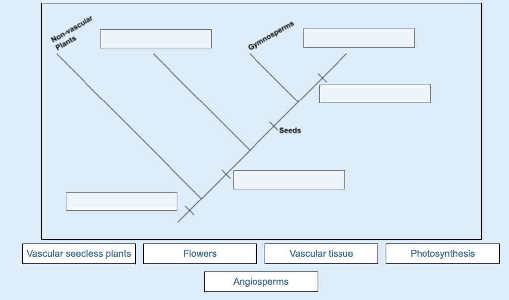 Plant Phylogenetic Tree