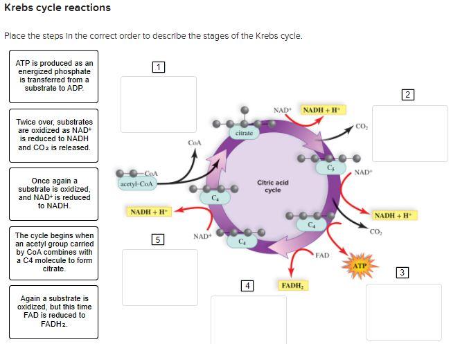 Solved Krebs cycle reactions Place the steps in the correct | Chegg.com