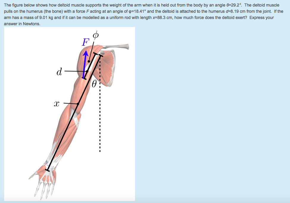 Solved The figure below shows how deltoid muscle supports | Chegg.com