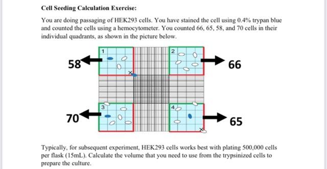 Cell Seeding Calculation Exercise: You are doing | Chegg.com