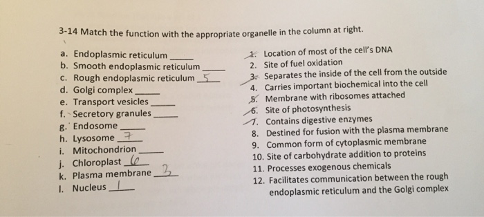Solved Match the function with the appropriate organelle in | Chegg.com