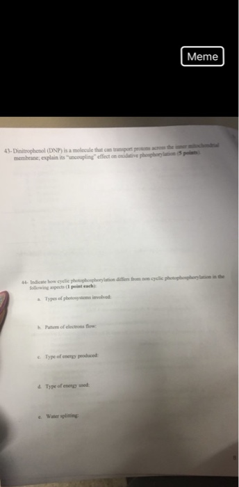 Solved Meme 3-Dinitrophenol (DNP) is a molecule that can | Chegg.com