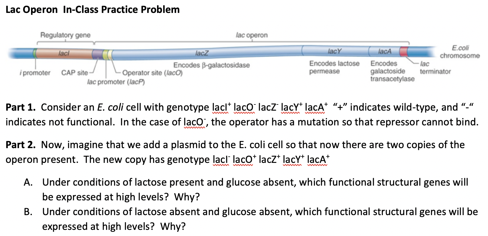 Solved Lac Operon In-Class Practice Problem Regulatory gene | Chegg.com