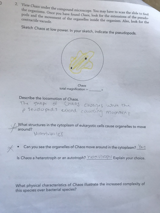 Solved 2. View Chaos under the compound microscope. You may | Chegg.com