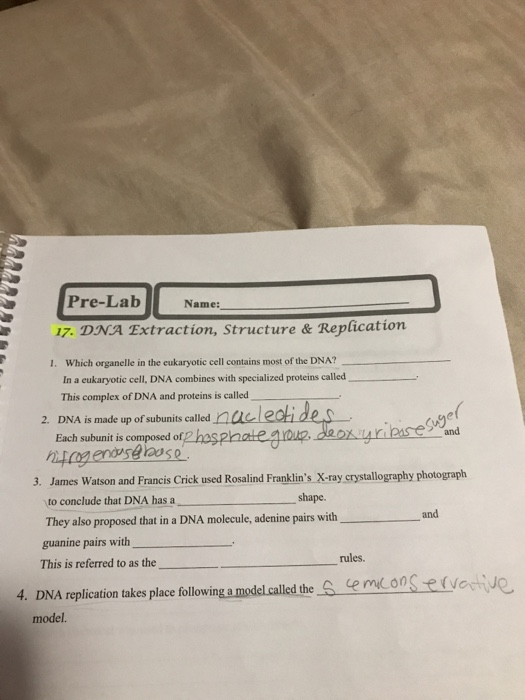 Solved Pre-Lab Name: 17. DNA Extraction, Structure & | Chegg.com