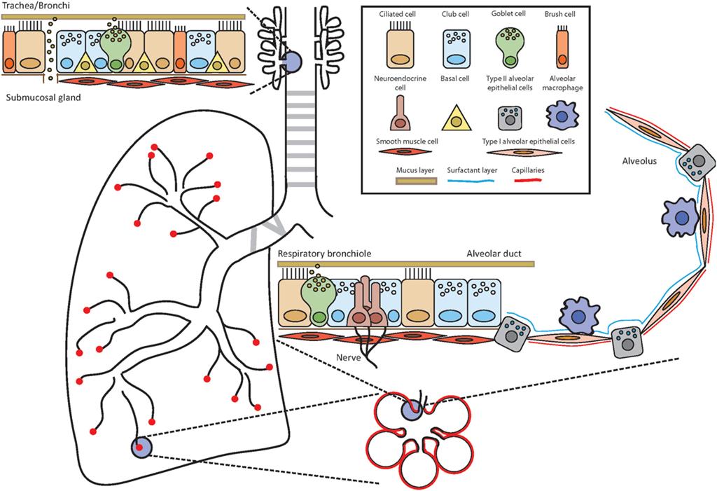 Solved Trachea/Bronchi Ciliated cell Club cell Goblet cell | Chegg.com