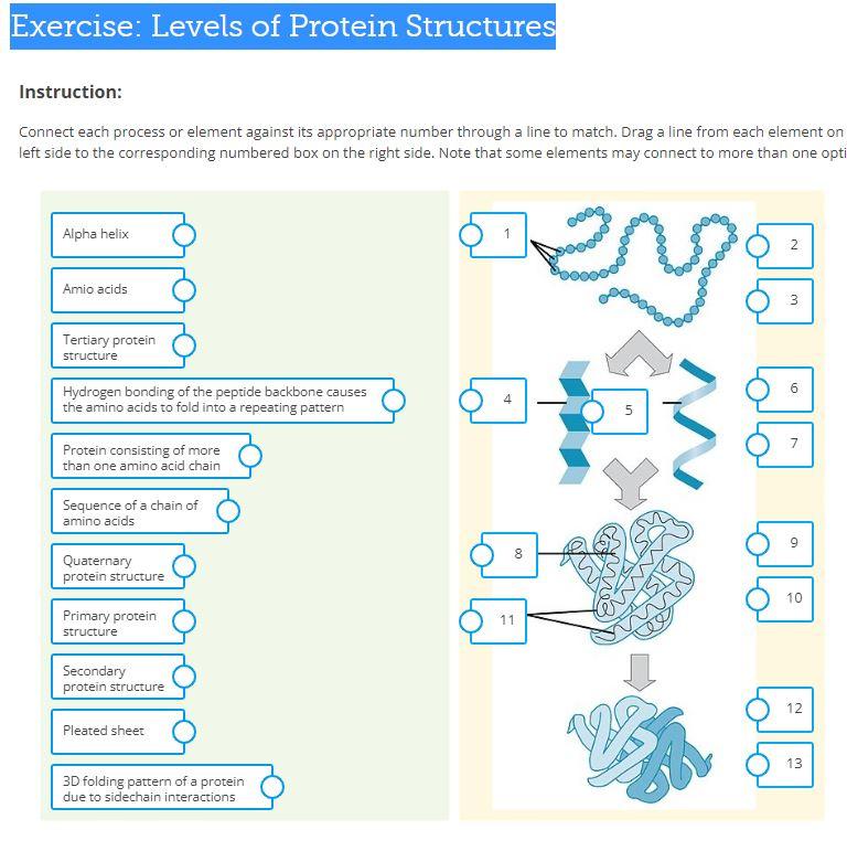 Solved Exercise: Levels of Protein Structures Instruction: | Chegg.com