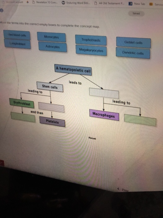 Solved move the term into the correct empty boxes to | Chegg.com