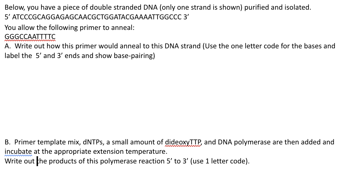 Solved Below, you have a piece of double stranded DNA (only | Chegg.com