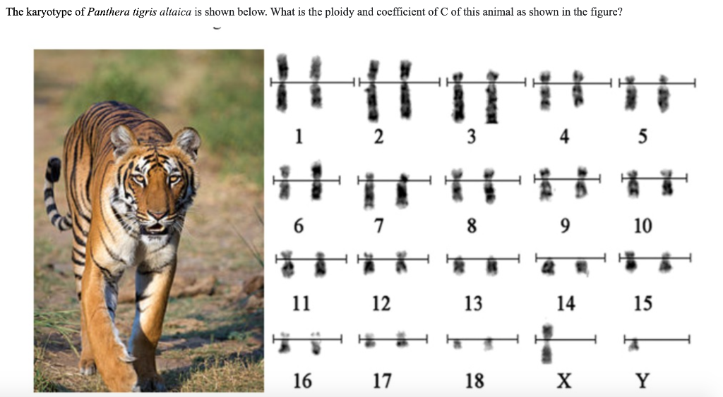 Solved The karyotype of Panthera tigris altaica is shown | Chegg.com