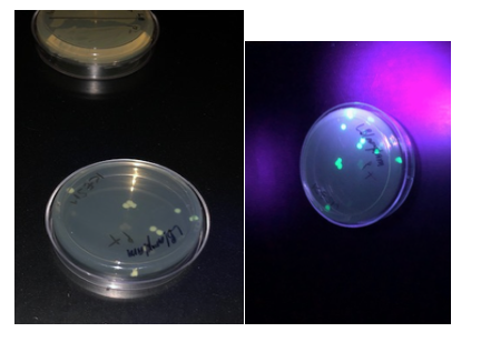 Solved Exercise 17Exercise 17: The Effect of UV Radiation on | Chegg.com