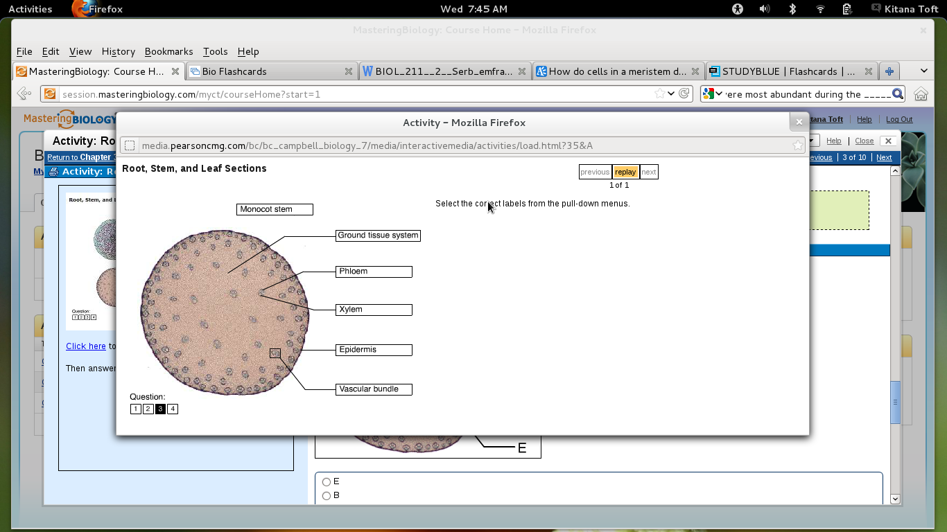 Labeling Primary Growth Structures Masteringbiology