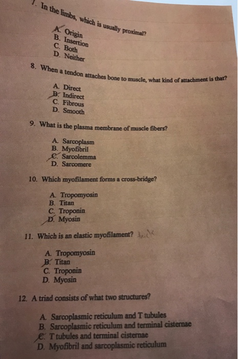 Solved /which connective tissue layer is the innermost layer | Chegg.com