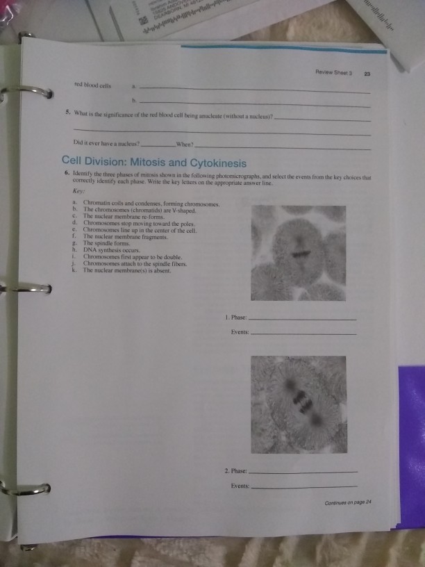 Solved Review Sheet 3 23 red blood cells 5. What is the | Chegg.com
