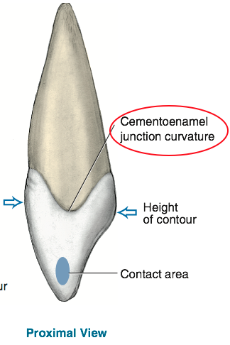 Cementoenamel Junction
