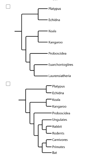 Solved The phylogenetic tree shows a simplified hypothesis | Chegg.com