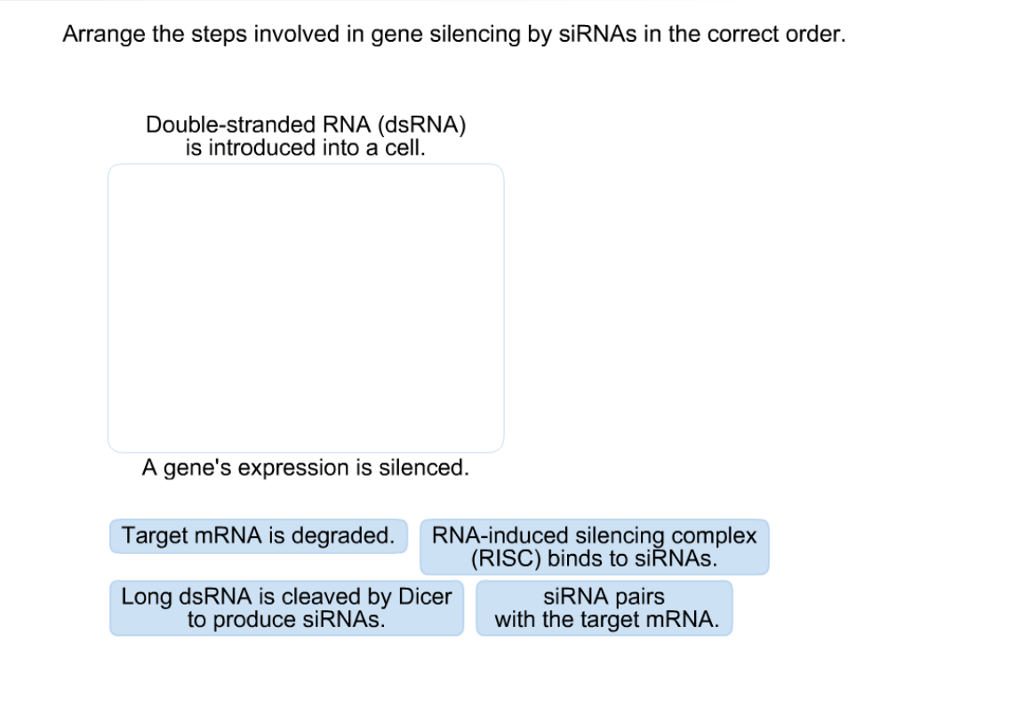Solved Arrange the steps involved in gene silencing by | Chegg.com Solved Arrange the steps involved in gene silencing by | Chegg.com