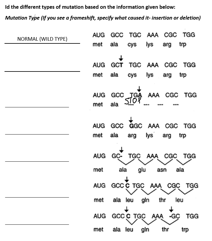 Solved Id the different types of mutation based on the | Chegg.com