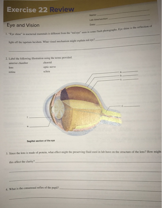 Solved Exercise Eye and Vision 1. "Eye shine" in nocturnal | Chegg.com