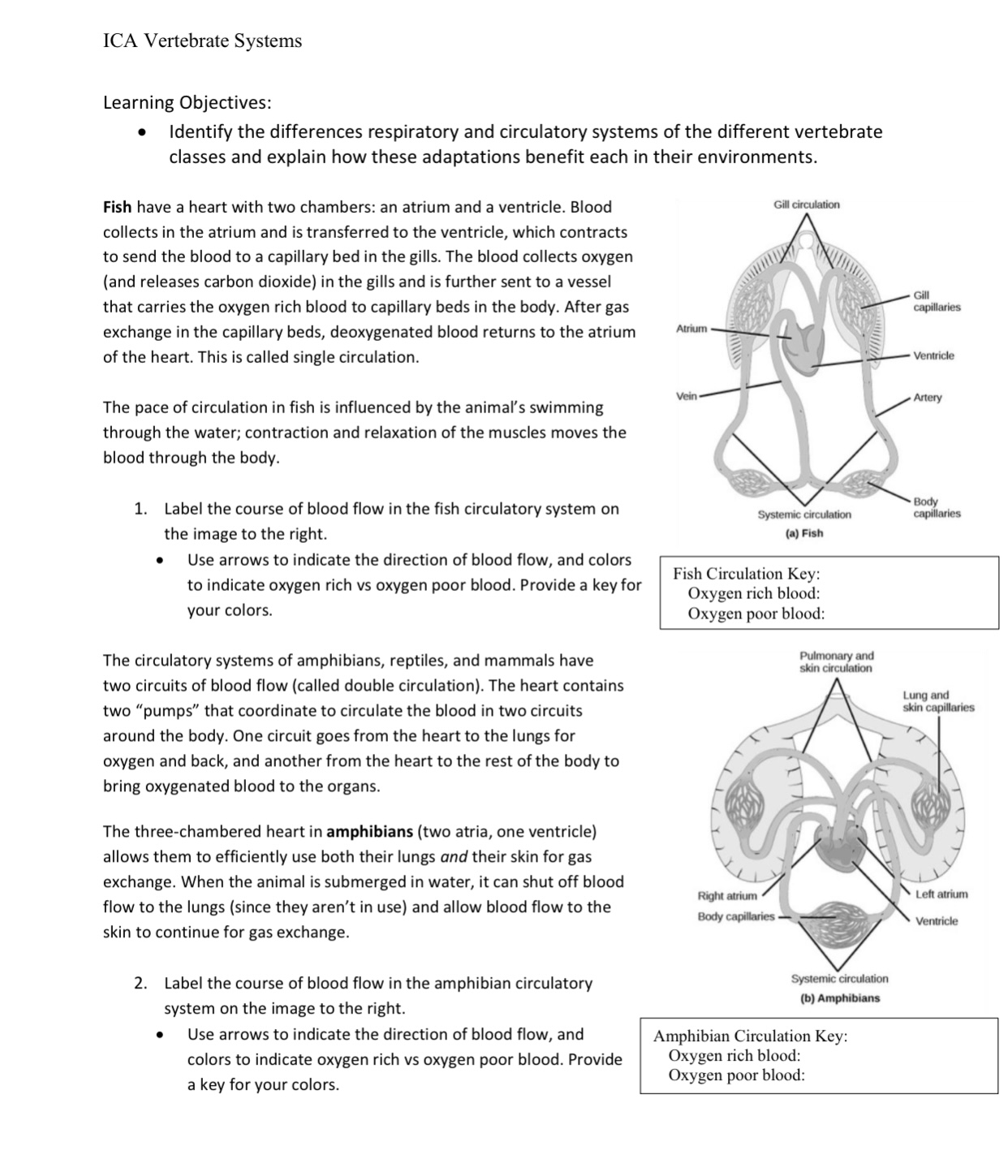 Solved ICA Vertebrate SystemsLearning Objectives:Identify | Chegg.com
