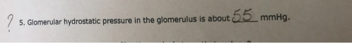 Solved 5. Glomerular hydrostatic pressure in the glomerulus | Chegg.com